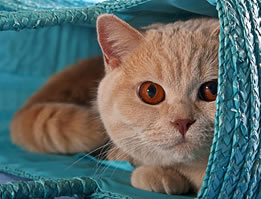 Siyam Kedisi – Kedi