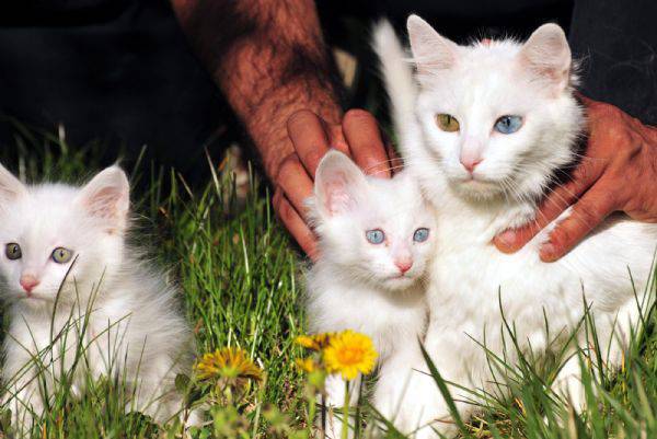 Van Kedisi Karakteri – Kedi Türleri – Kedi Bakımı Hakkında Her Şey